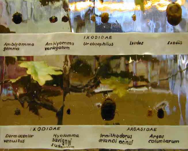 VerschiedeneZecken-Gattungen und Arten zu Anschauungs- und ...