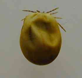 DasBild zeigt eine vollgesaugte " Ixodes ricinus "(Gattung d ...